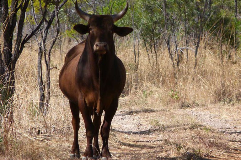 Driving the Binns Track from Top to Bottom | Snowys Blog