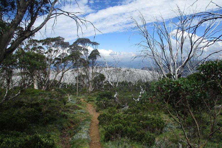 Guide to Hiking Mt Bogong and Feathertop | Snowys Blog