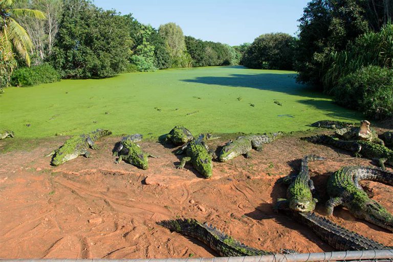 How to Stay Safe from Crocodiles in Australia | Snowys Blog