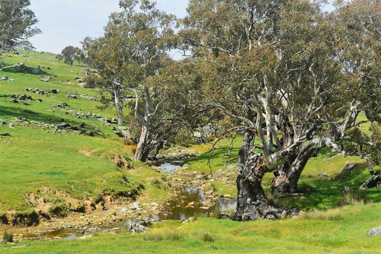 Guide to Walking the Lavender Federation Trail | Snowys Blog