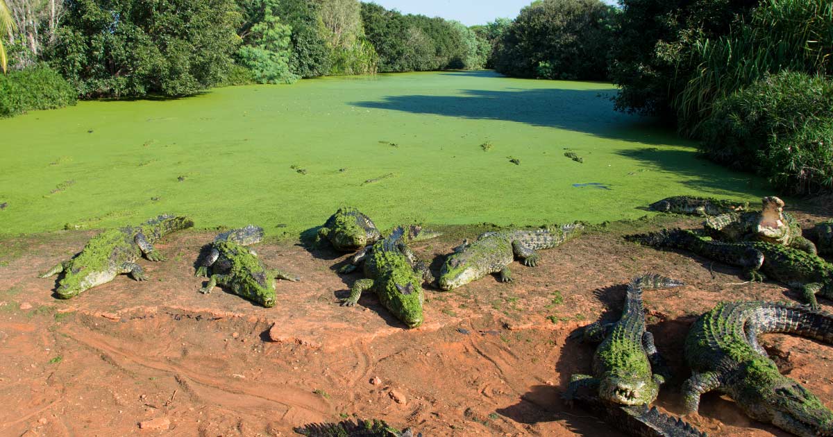 How to Stay Safe from Crocodiles in Australia | Snowys Blog