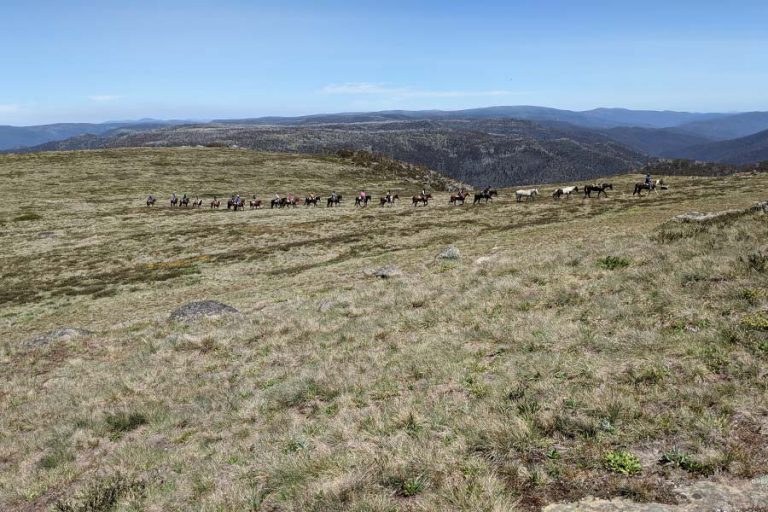 Hiking Mount Howitt in the Victorian Alps | Snowys Blog