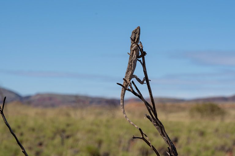 Camping and 4WDing in the Pilbara | Snowys Blog