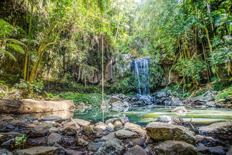 Hikes in Tamborine National Park, QLD | Snowys Blog