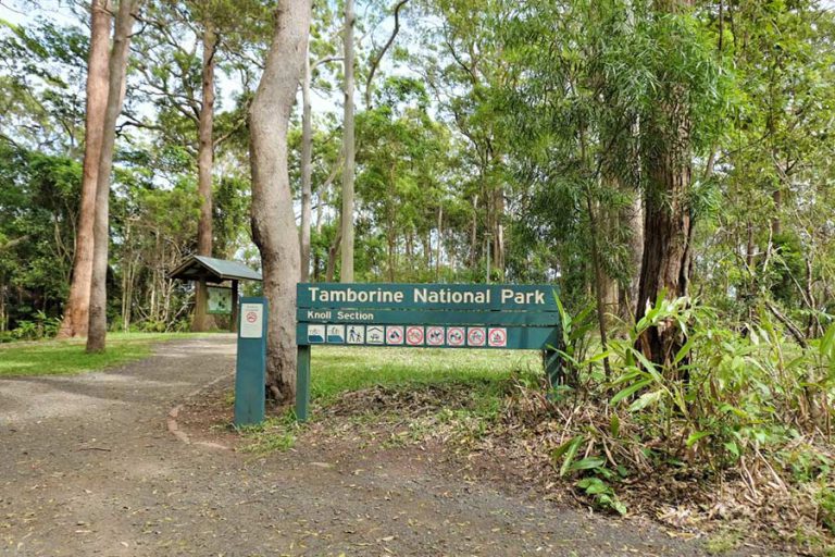 Hikes in Tamborine National Park, QLD | Snowys Blog