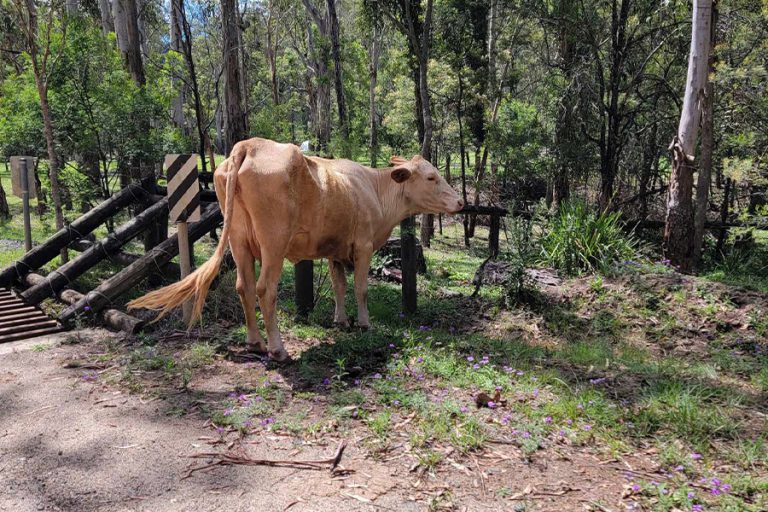 Camping & Hiking in Gordon Country | Snowys Blog