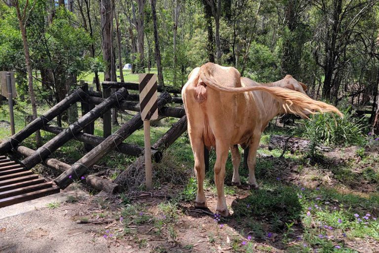 Camping & Hiking in Gordon Country | Snowys Blog