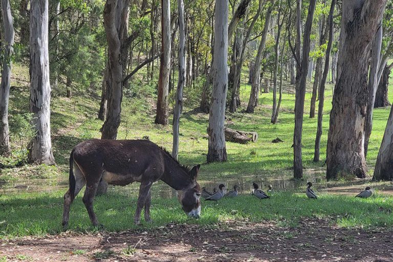 Camping & Hiking in Gordon Country | Snowys Blog
