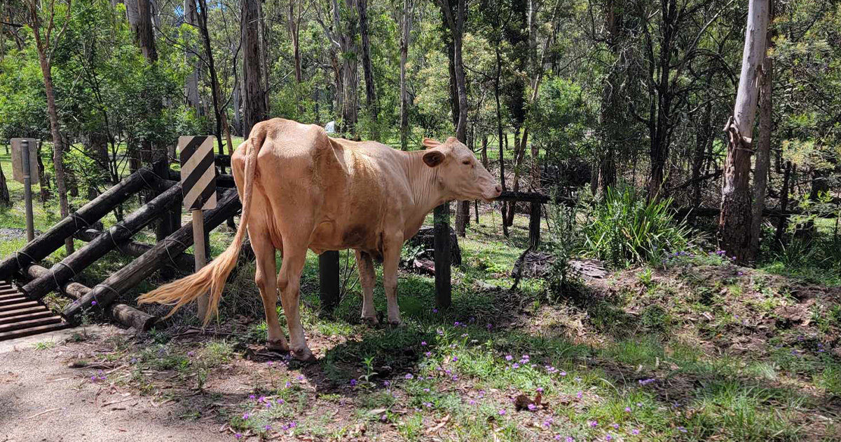 Camping & Hiking in Gordon Country | Snowys Blog